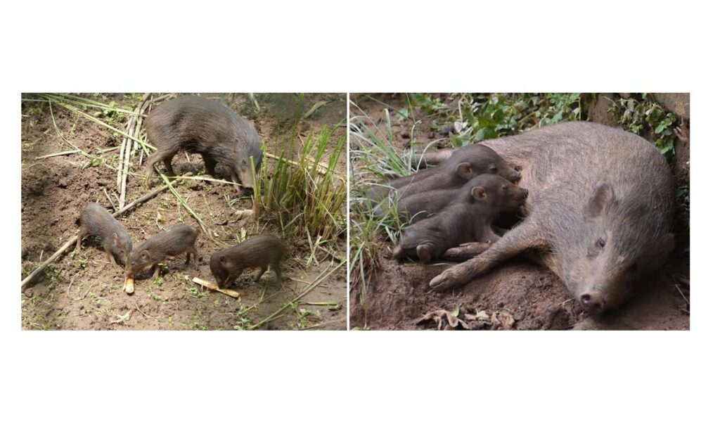 Saving endangered animals from extinction - The Indian Bulletin